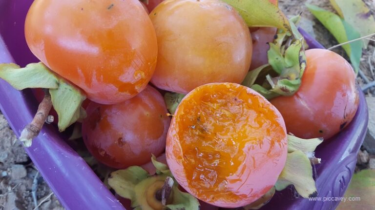 Spanish Fruit -A Seasonal guide. Quince, Chirimoya, Loquats - Piccavey