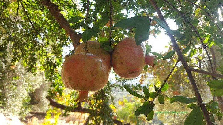 Spanish Fruit -A Seasonal guide. Quince, Chirimoya, Loquats - Piccavey
