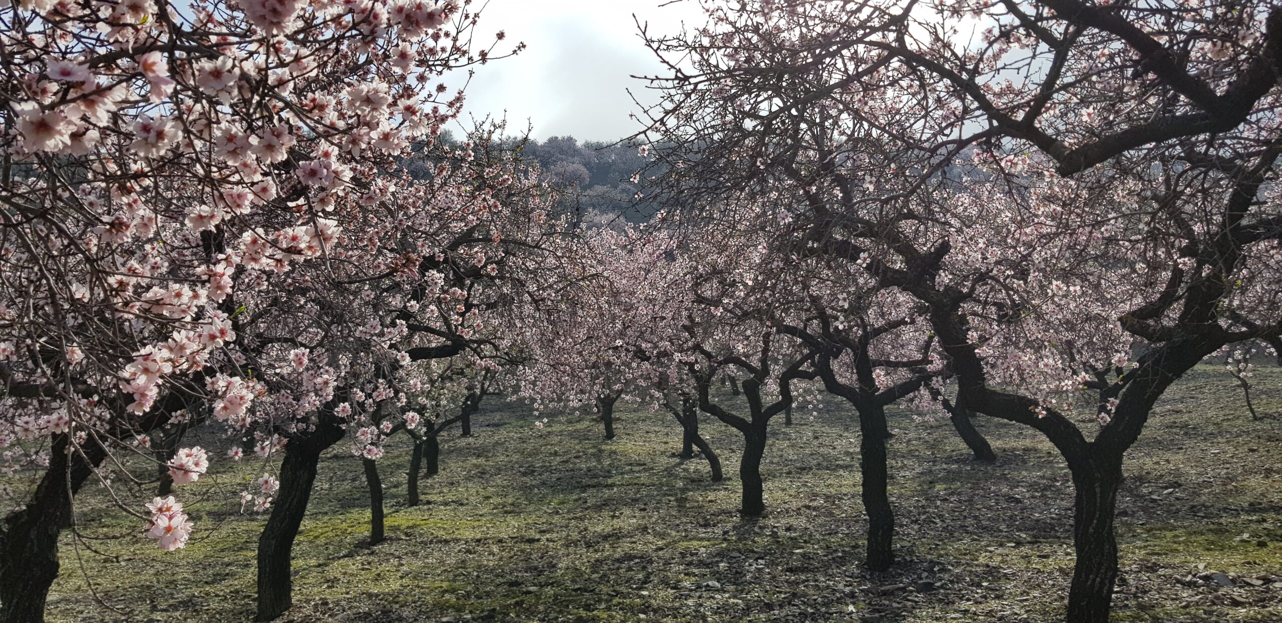 Spanish Fruit -A Seasonal guide. Quince, Chirimoya, Loquats - Piccavey