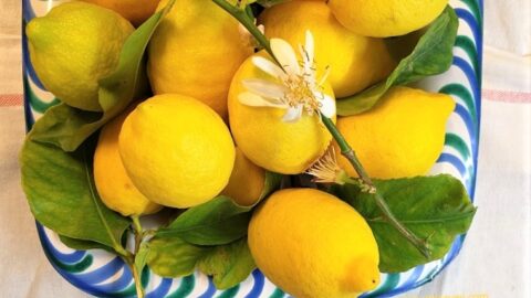 Spanish Fruit -A Seasonal guide. Quince, Chirimoya, Loquats - Piccavey