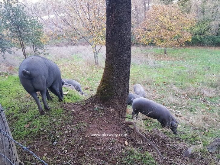 Spanish Ham: A guide to Jamón Iberico and Serrano - Piccavey